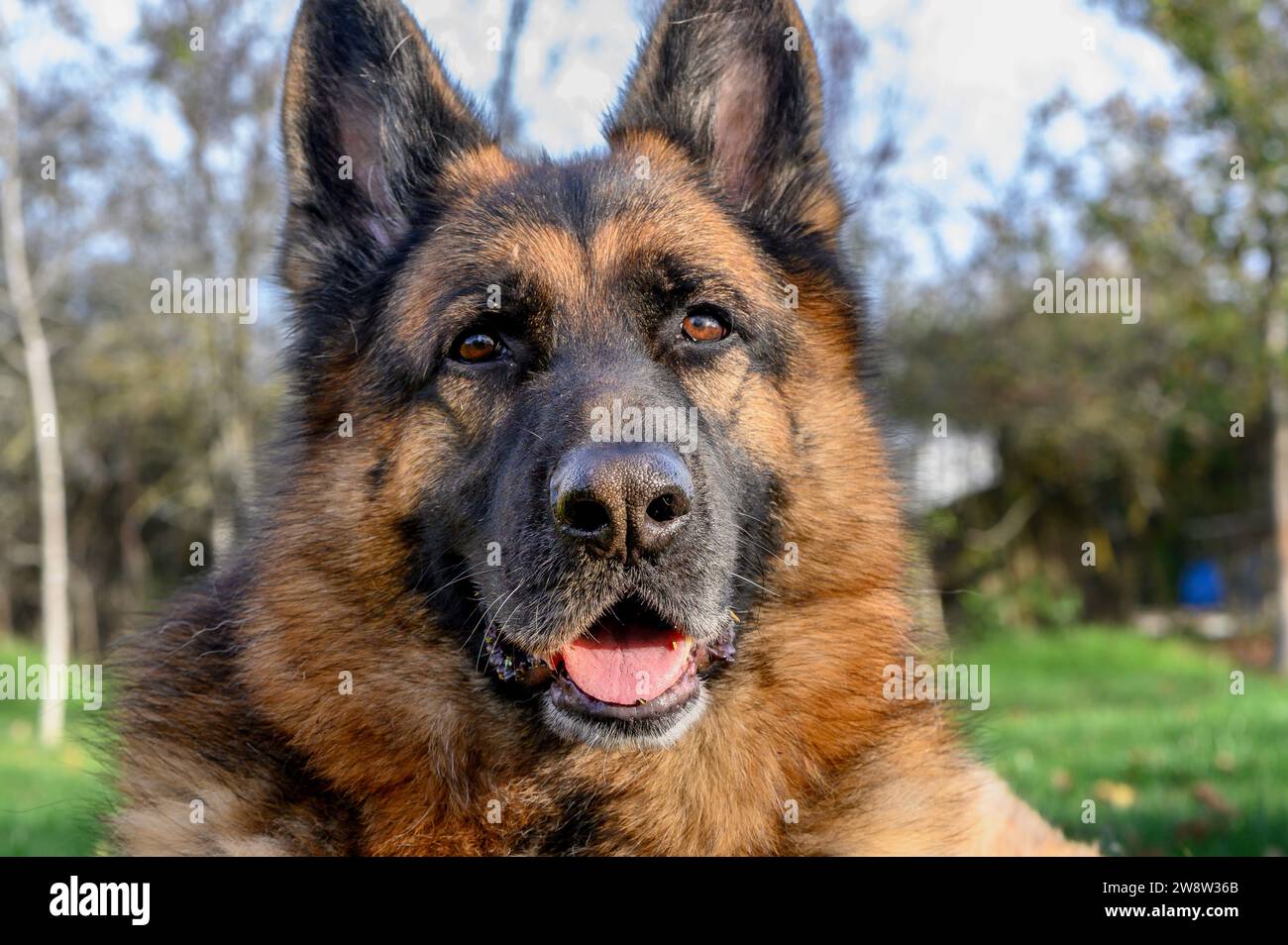 "Close-up of the front view of a German Shepherd's head, with erect ...
