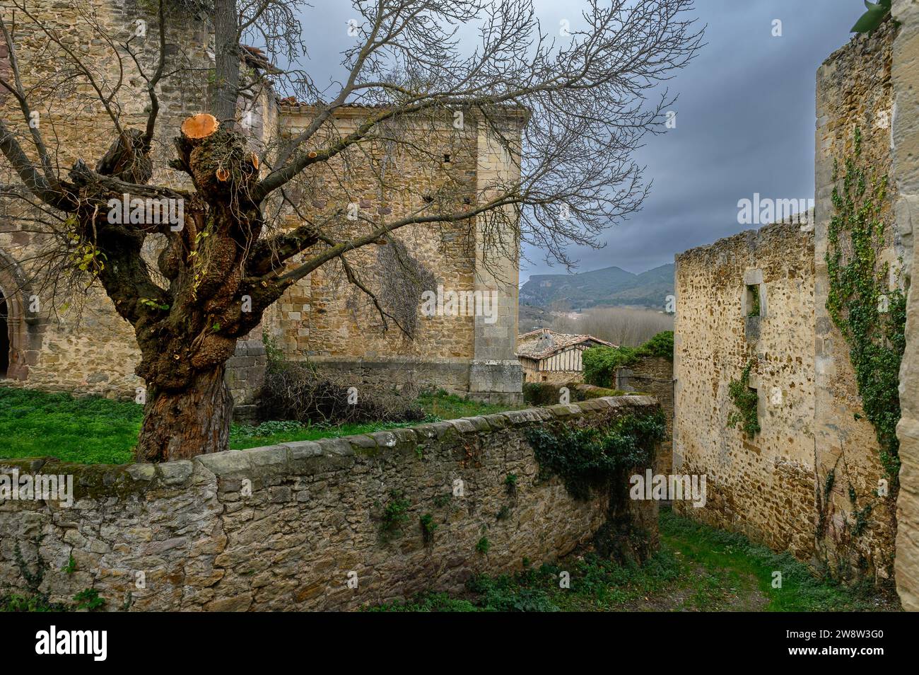 Photo of a sturdy, robust tree in the entrance square of the church on an unpaved street in the ...