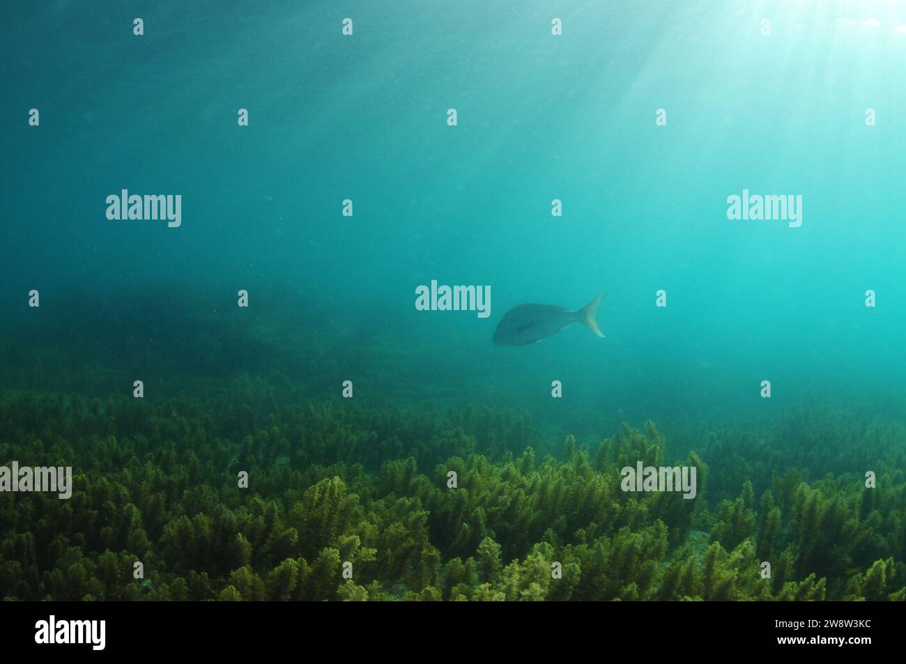 Lone Australasian snapper Pagrus auratus swimming over fields of short ...