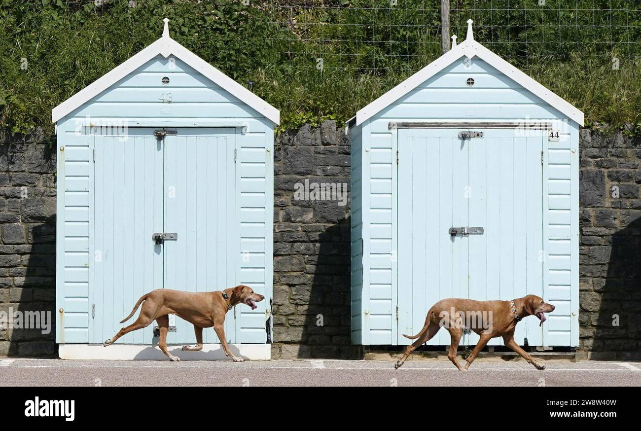 PA REVIEW OF THE YEAR 2023 File photo dated 24/05/23 - Two dogs make their way past beach huts ...