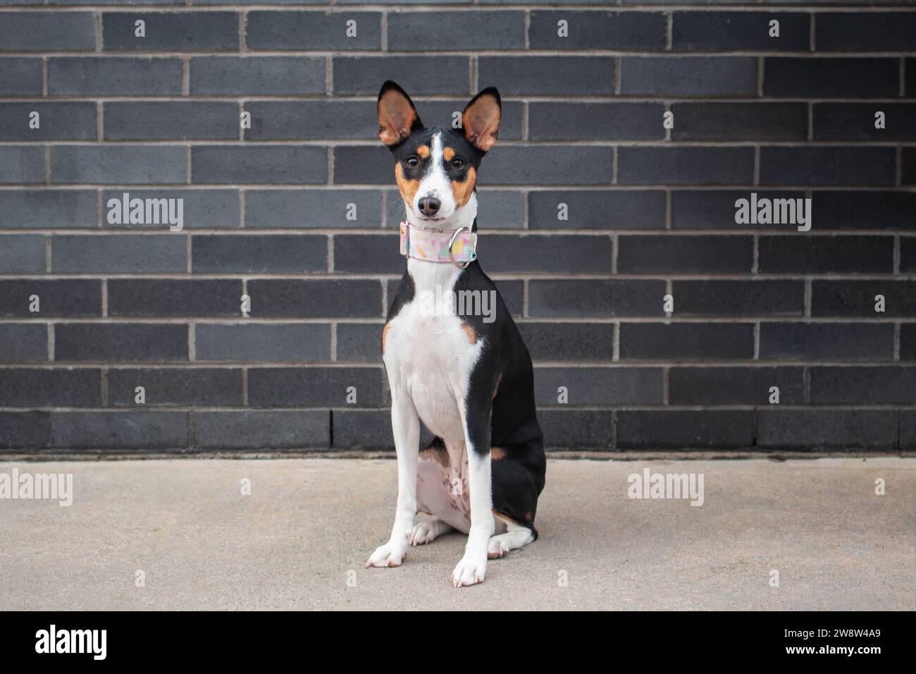 Dog breed Basenji sitting in front of a brick wall Stock Photo - Alamy