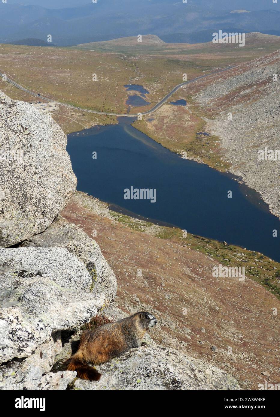 a yellow-bellied marmot resting on granite boulders along the hiking ...