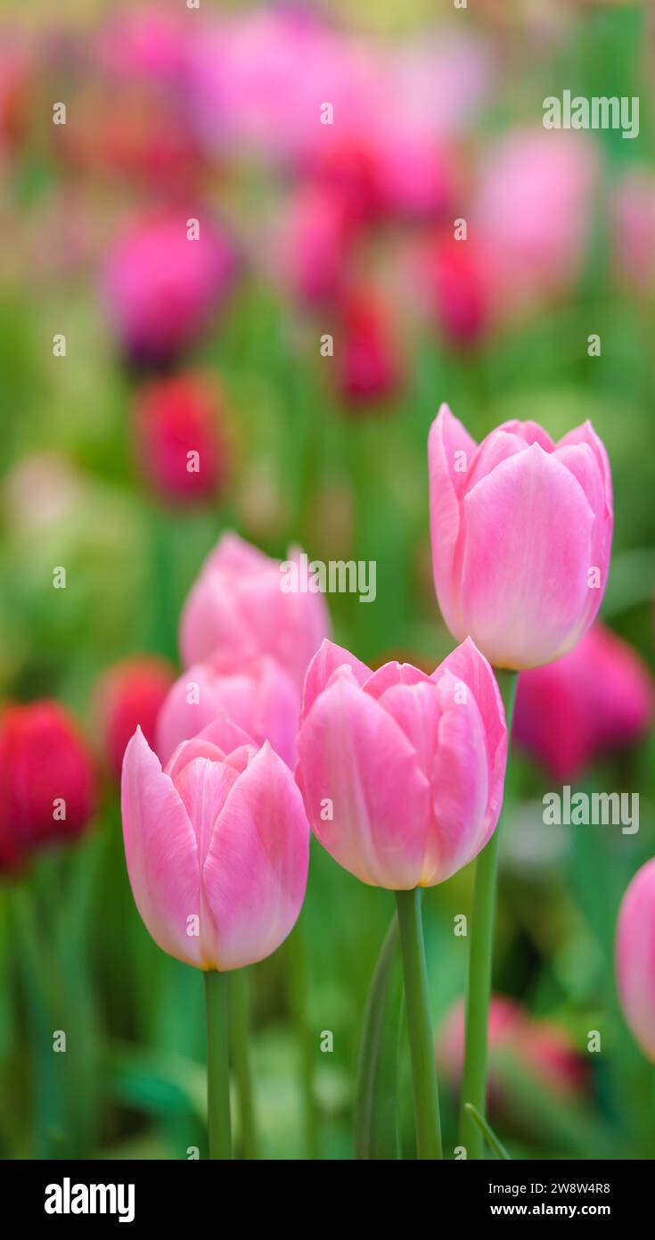 Closeup of pink Tulip flower under sunlight using as background natural ...