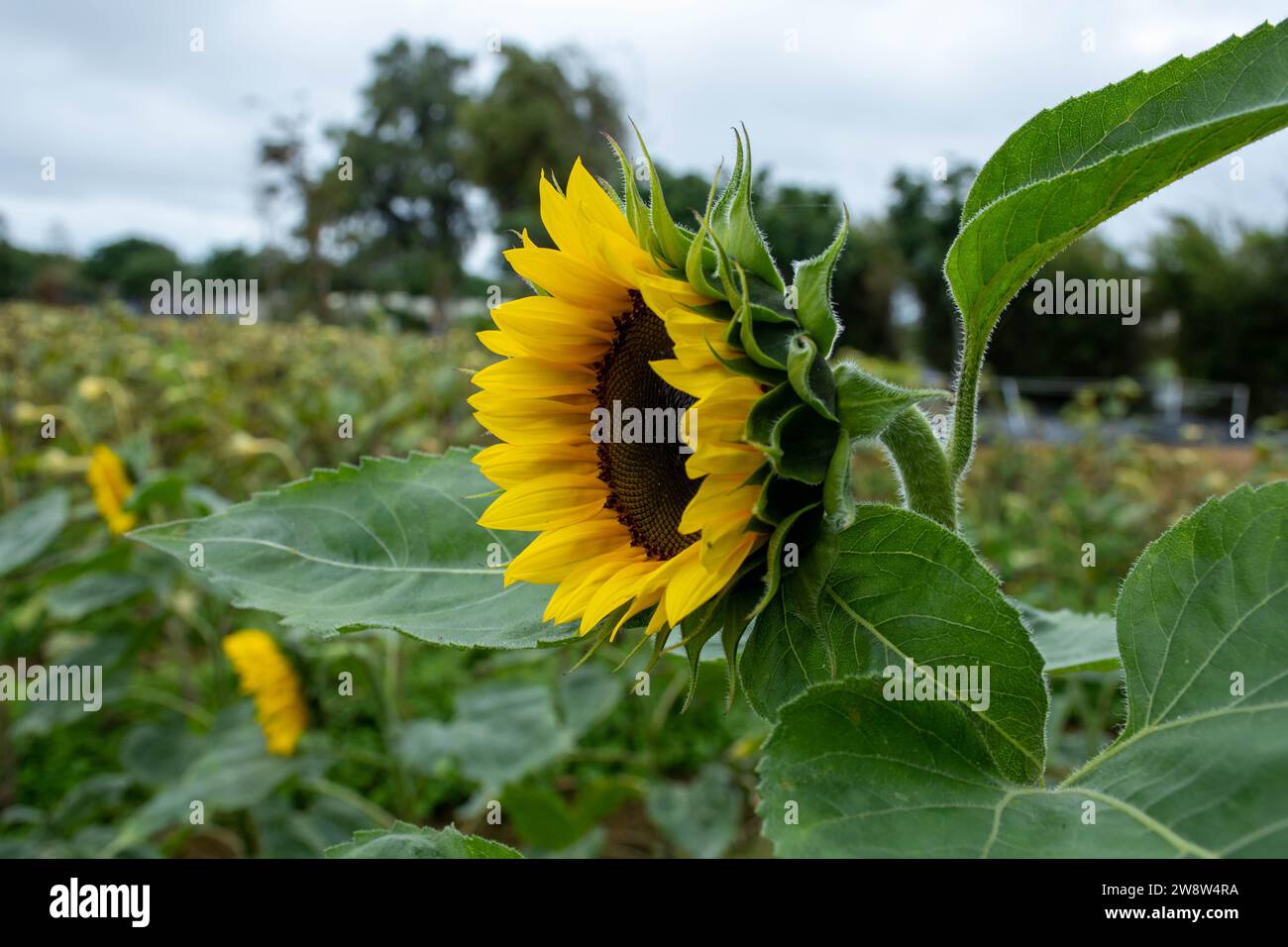 Side view of sunflower in winter Stock Photo - Alamy