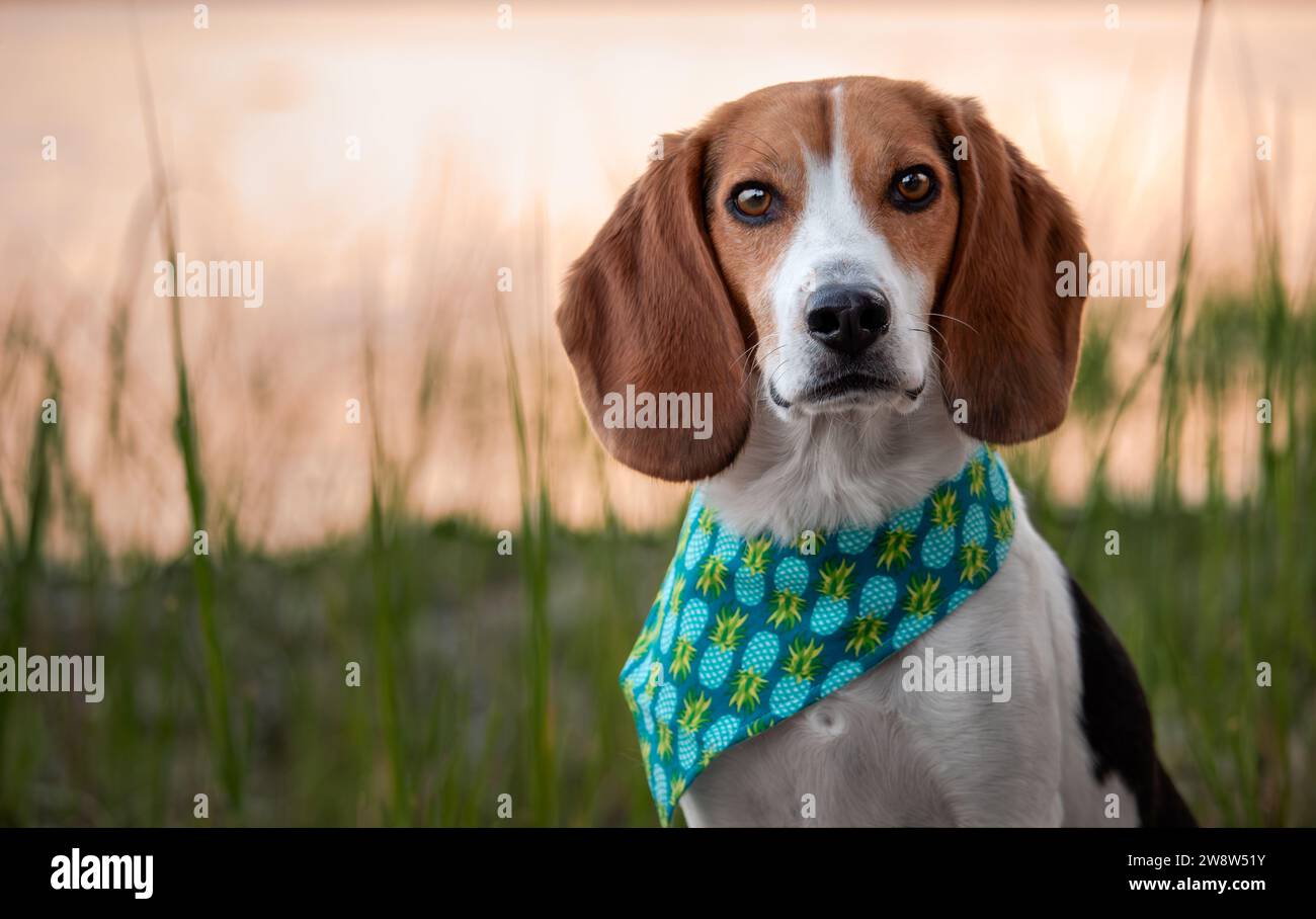 North country beagle hi-res stock photography and images - Alamy