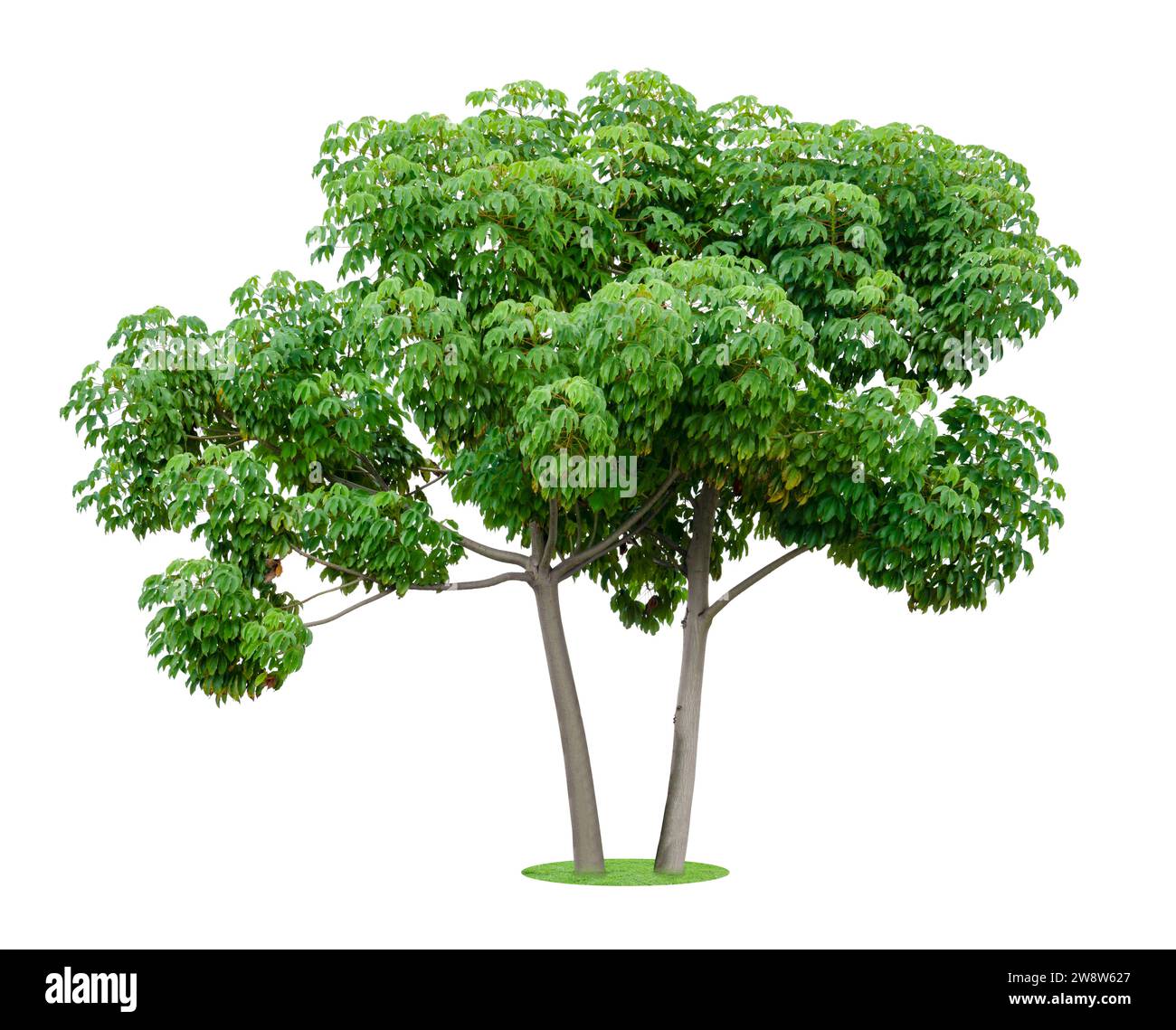 Tree isolated on white background, tropical trees isolated used for ...