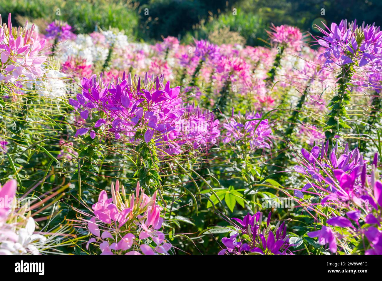 Beautiful colorful spider flowers blossom in the flower field Stock ...