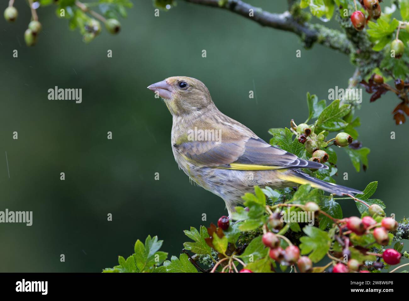 European Greenfinch [ Chloris chloris ] Female bird on Hawthorn branch ...