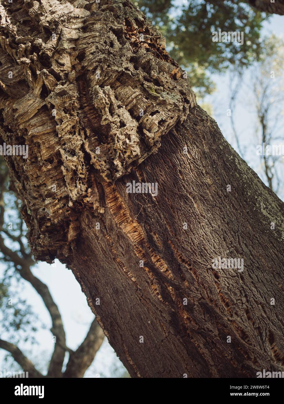 Vertical close up of an old Sardinian cork tree. Part with a layer of ...