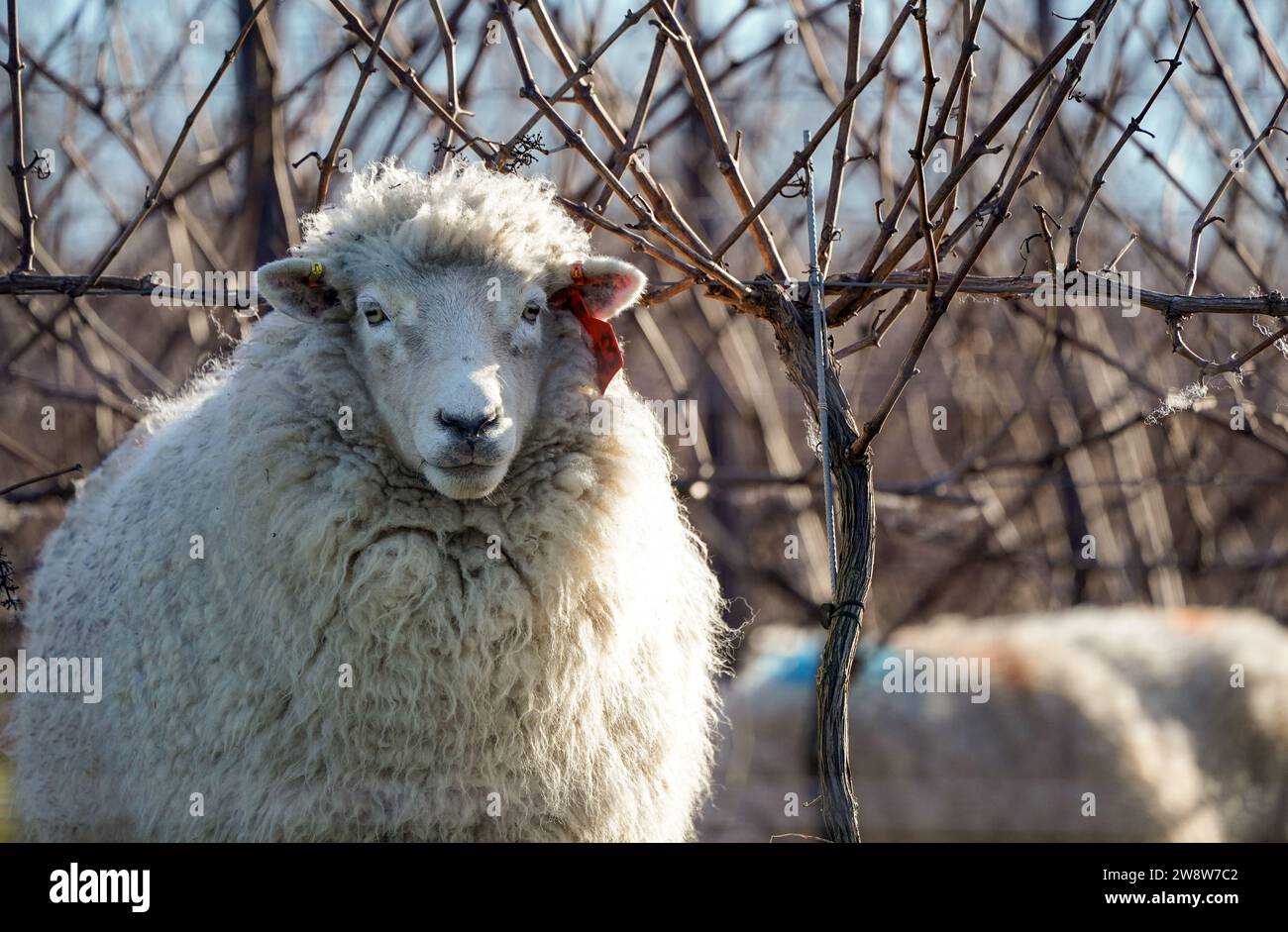 Dog attack on sheep hi-res stock photography and images - Alamy