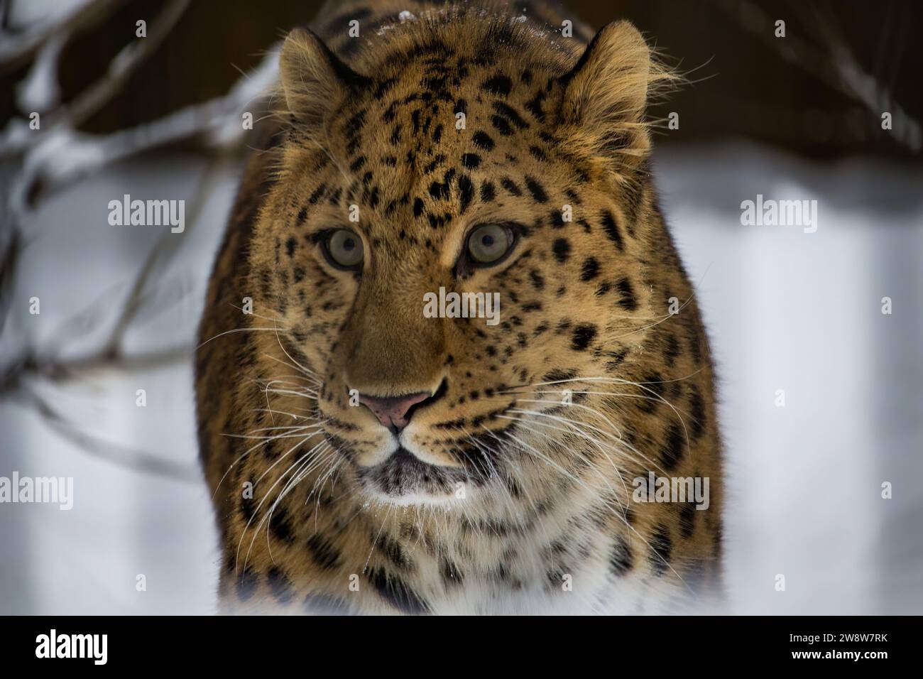 Far Eastern leopard. Amur pardus winter on snow Stock Photo - Alamy