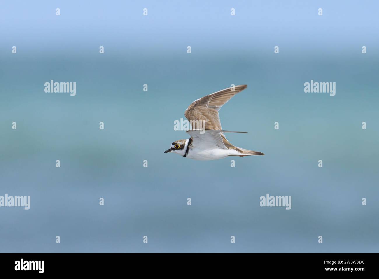 A Little Ringed Plover in flight on the beach, sunny day in summer ...