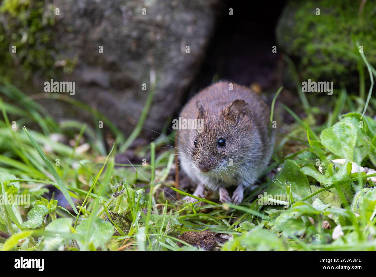 Bank Vole [ Myodes glareolus ] in dry stone garden wall Stock Photo - Alamy