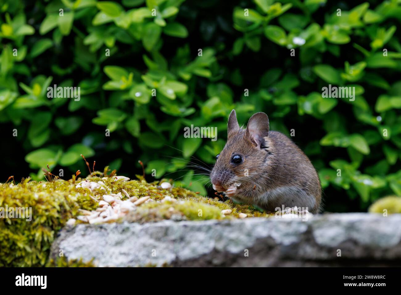 Wood mouse/field mouse [ Apodemus sylvaticus ] feeding on seeds left on ...