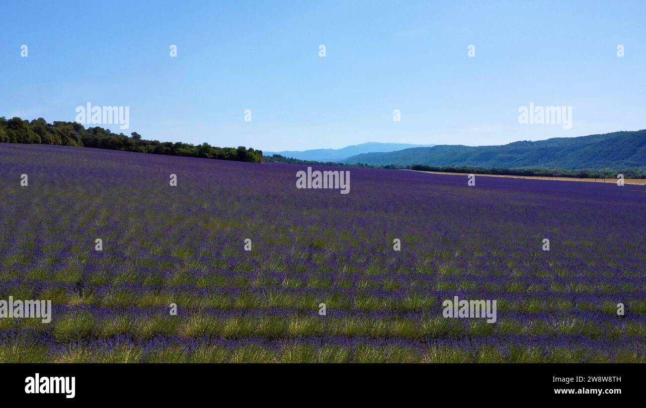 drone photo Valensole lavender Field France Europe Stock Photo - Alamy