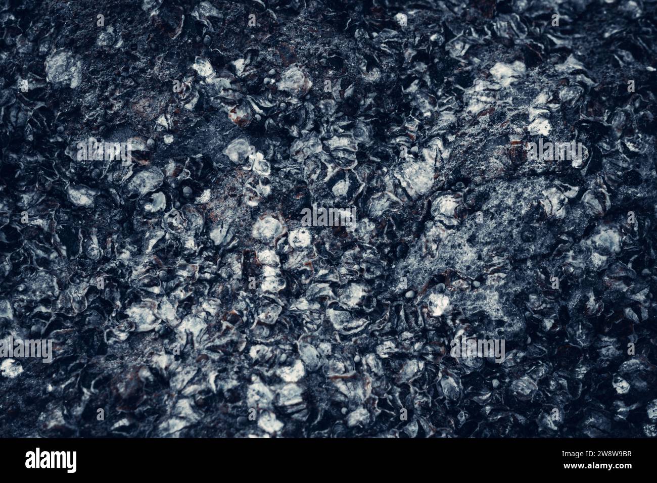 Abstract background. Oyster texture background on coral Stock Photo - Alamy