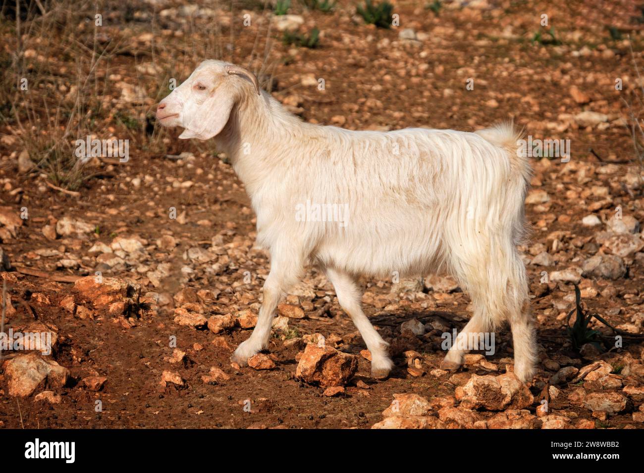 Goat with white fur hi-res stock photography and images - Alamy
