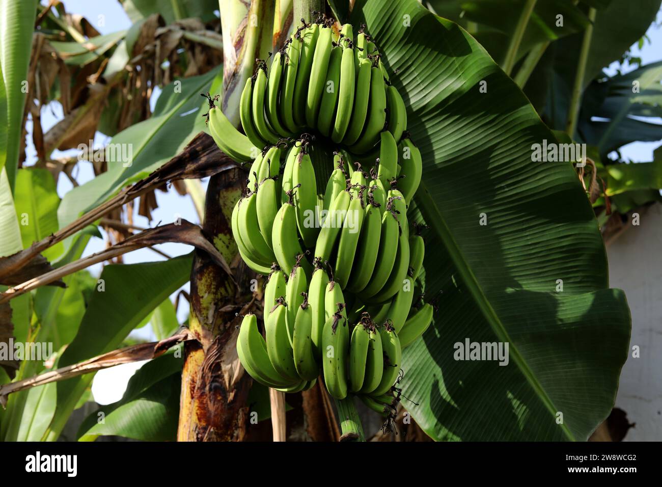 Plantain tree pictured in Freetown, Sierra Leone, Africa Stock Photo ...