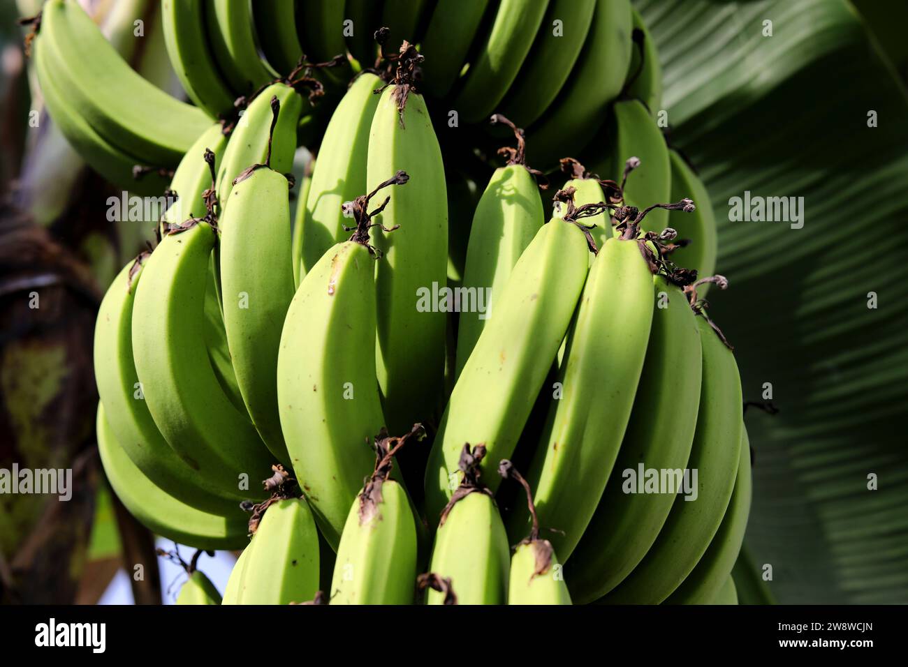 Plantain tree pictured in Freetown, Sierra Leone, Africa Stock Photo ...
