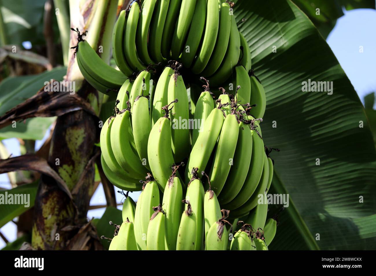 Plantain tree hi-res stock photography and images - Alamy