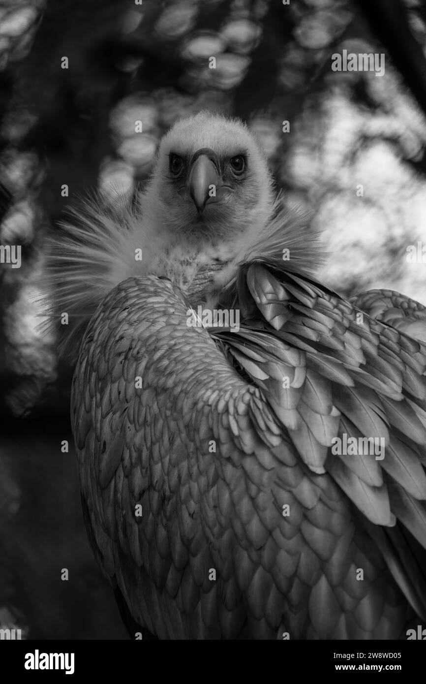 Himalayan vulture close-up portrait. Himalayan griffon vulture (Gyps ...