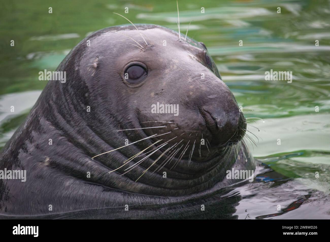 Baltic grey seal (Halichoerus grypus macrorhynchus) in the green water ...