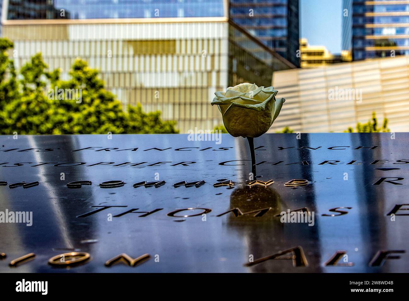 New York, USA; June 1, 2023: Beautiful white rose at the World Trade ...