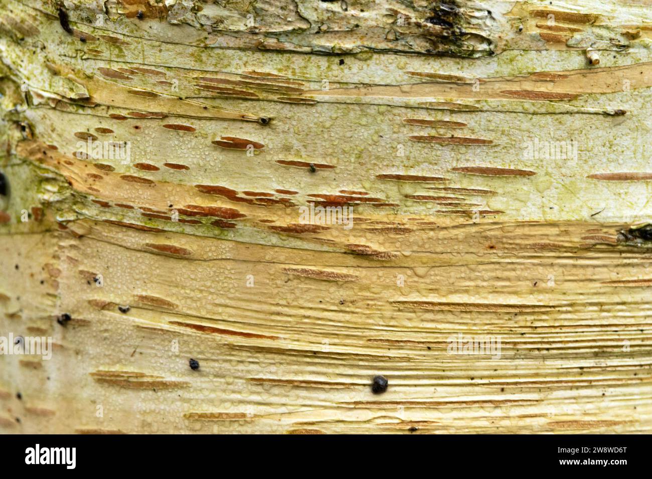 The distintive bark of the Silver Birch, a tree of northern latitudes ...