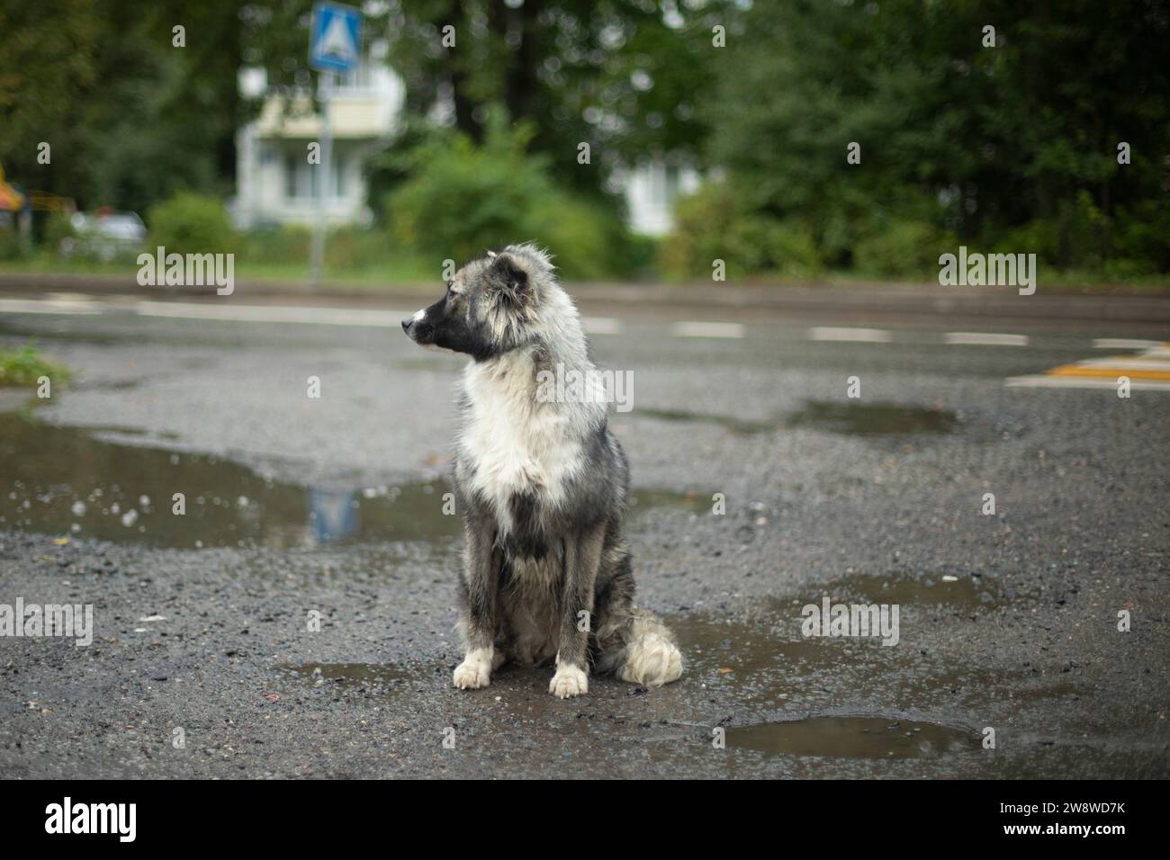 Dog on road. Homeless dog on street. Abandoned animal. Unusual color of ...