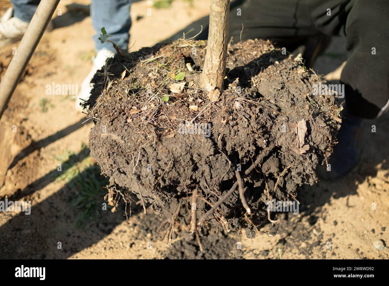 Planting a tree. A sapling in the ground. Plant roots. Planting bushes ...