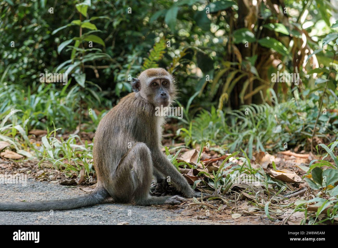 Monkey sitting on roadside in hi-res stock photography and images - Alamy
