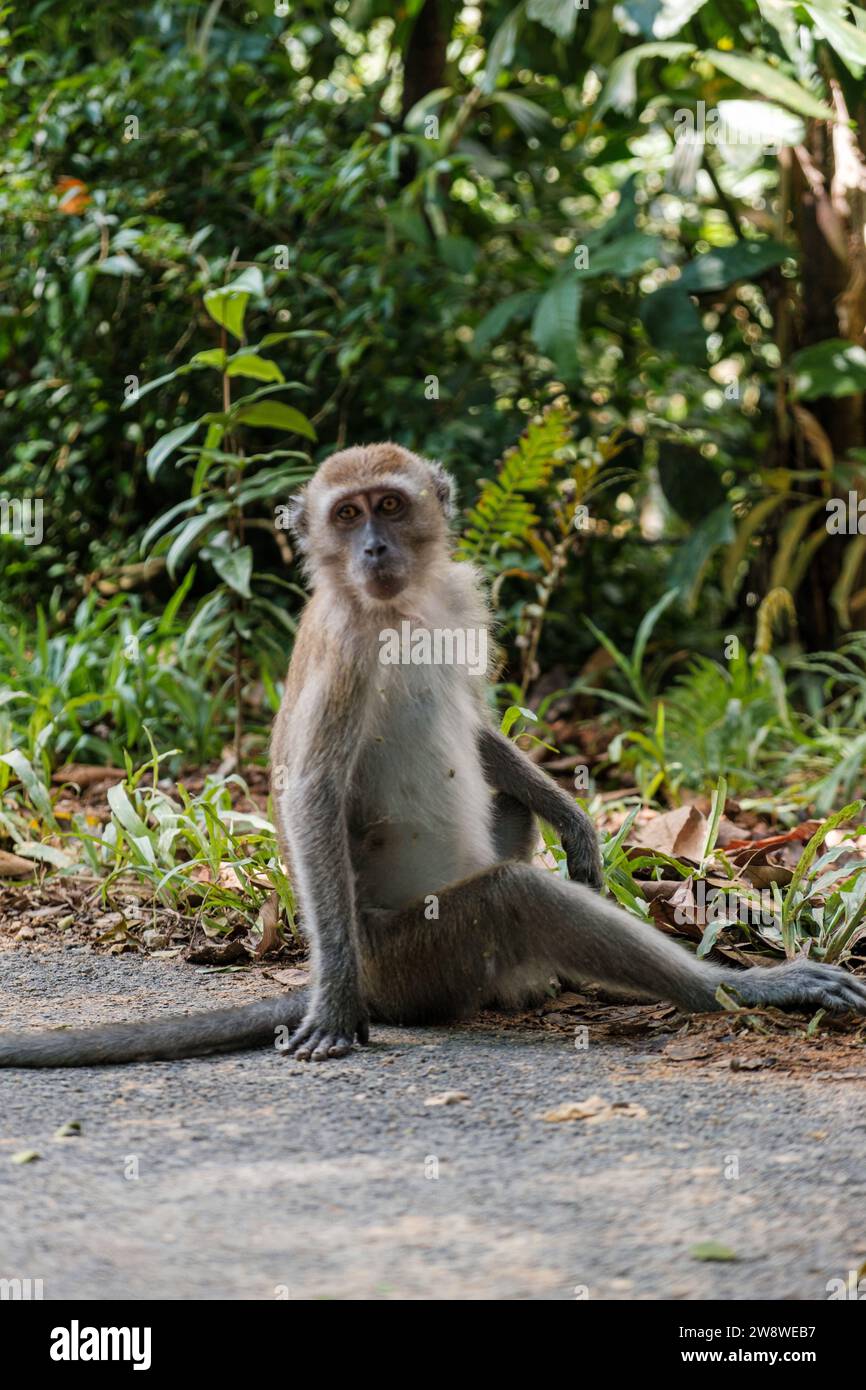 Monkey poses hi-res stock photography and images - Alamy
