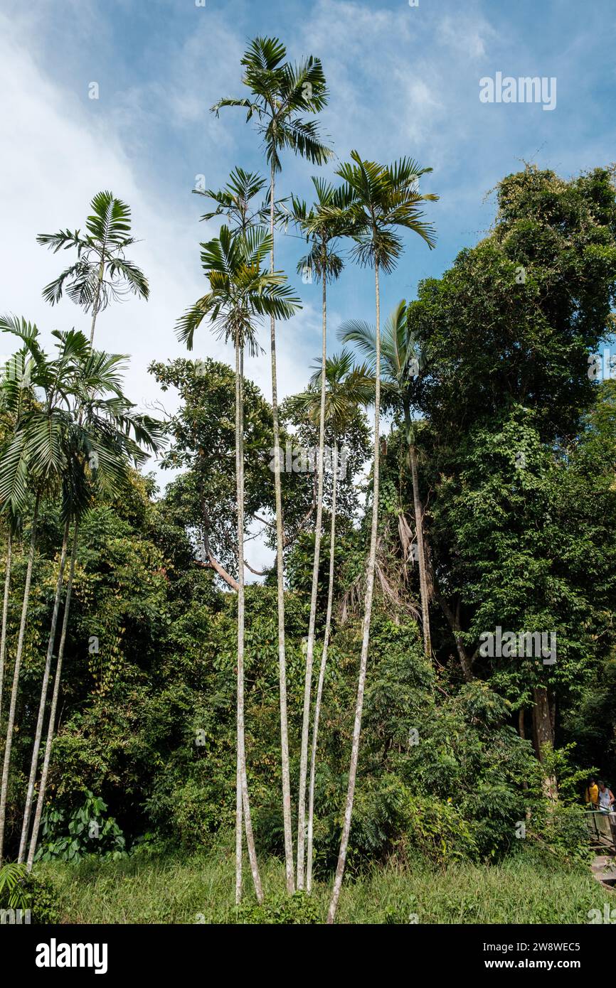 Tall Coconut Trees Portrait View Stock Photo - Alamy