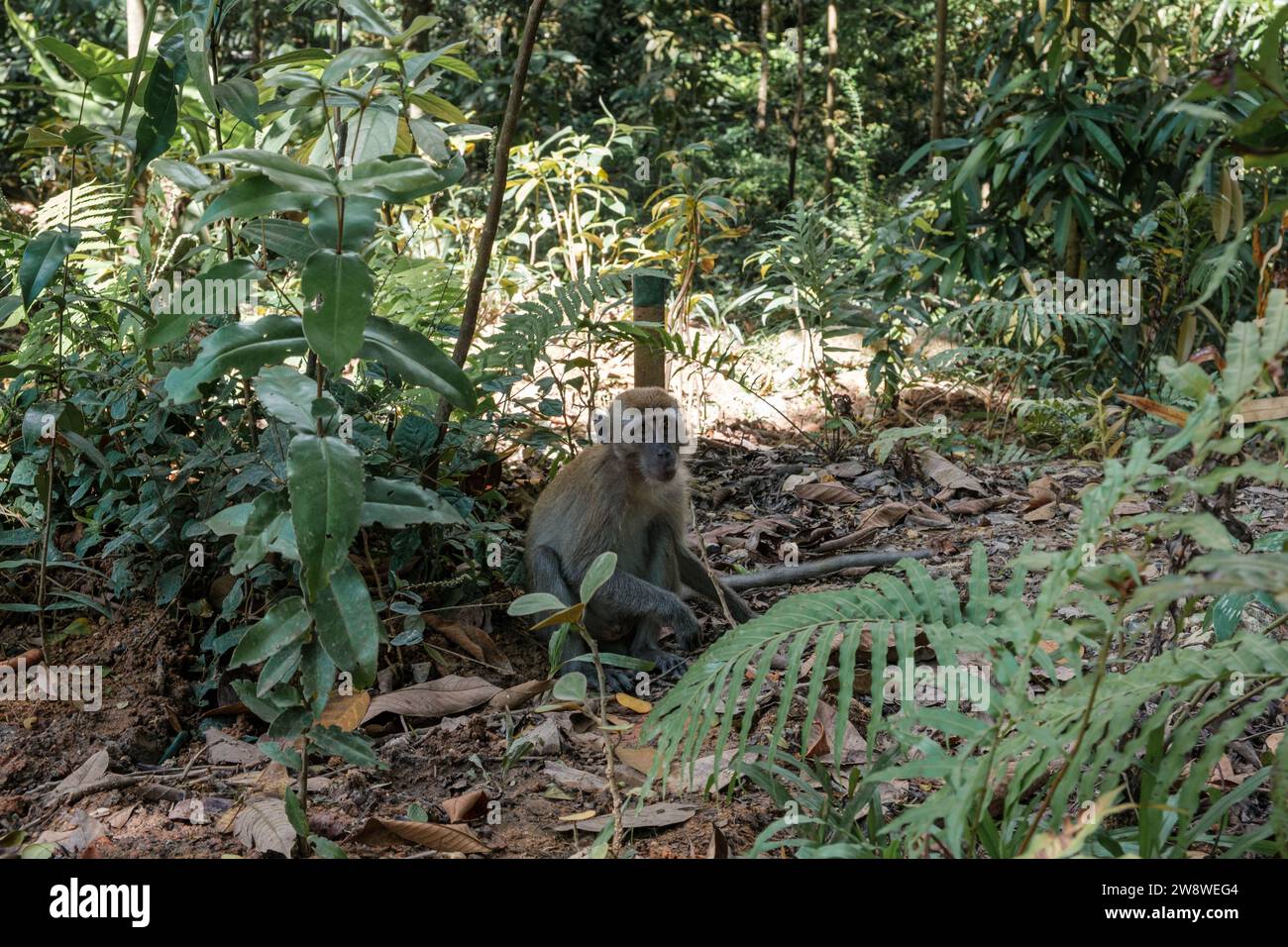 Monkey Amidst Green Plants Sitting Stock Photo - Alamy