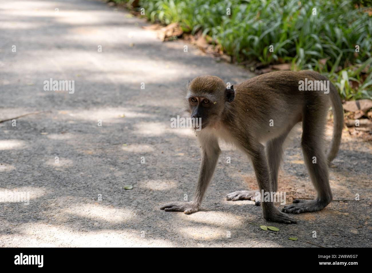 Monkey Stands on Roadside with Four Legs Stock Photo - Alamy