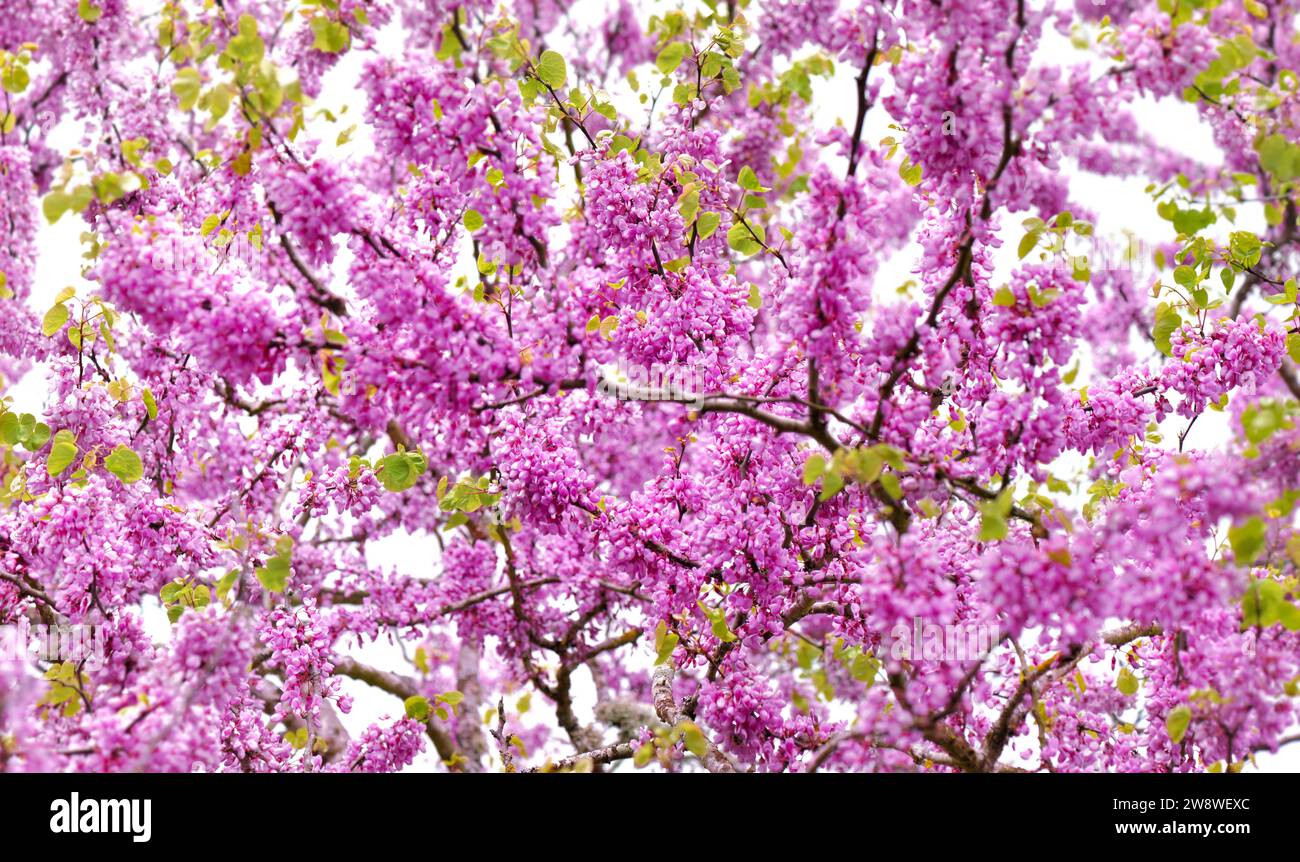 closeup on purple flowers of a judas tree blooming in branches Stock ...