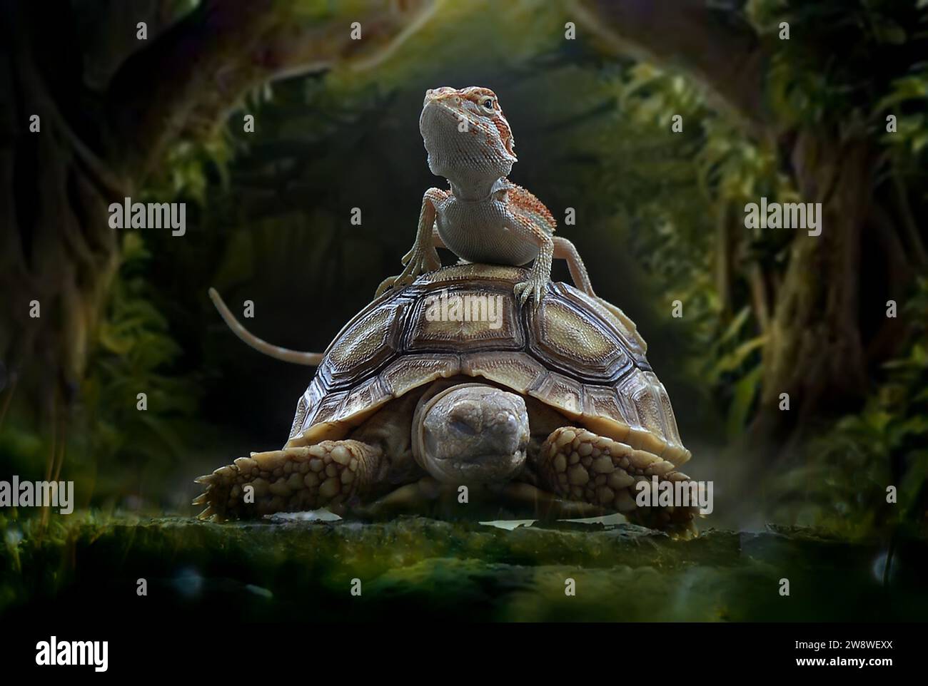 Tortoise uber ride INDONESIA HILARIOUS images of a small Sulcata ...