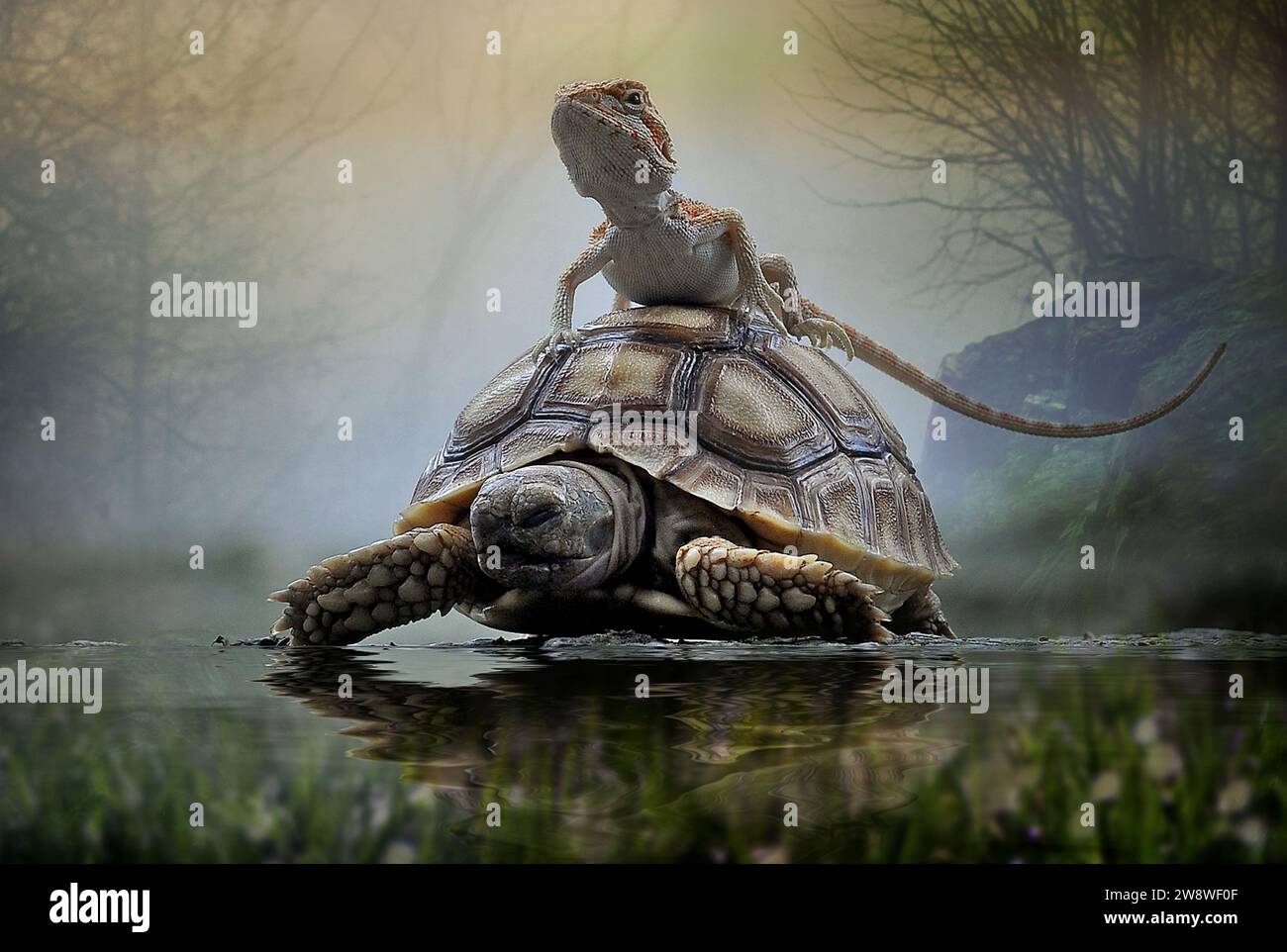 Tortoise giving a ride to the lizard INDONESIA HILARIOUS images of a ...