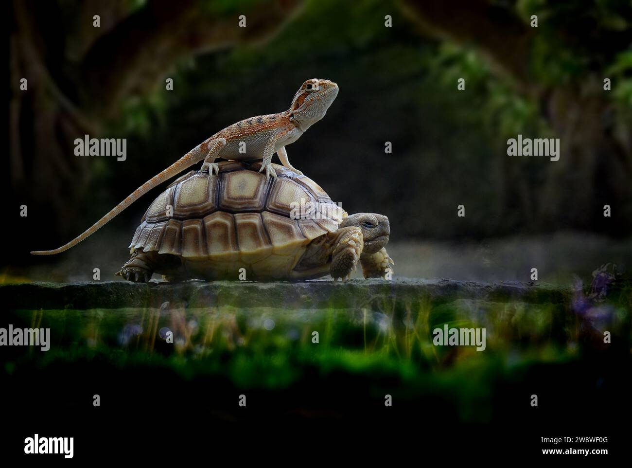 Lizard enjoying his ride on tortoise INDONESIA HILARIOUS images of a ...