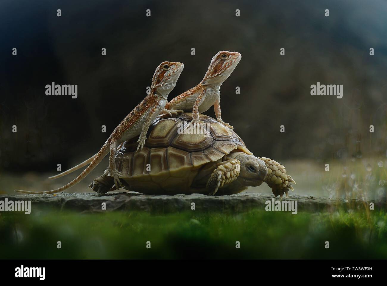 Lizard gets his friend to join him in the joyride INDONESIA HILARIOUS ...