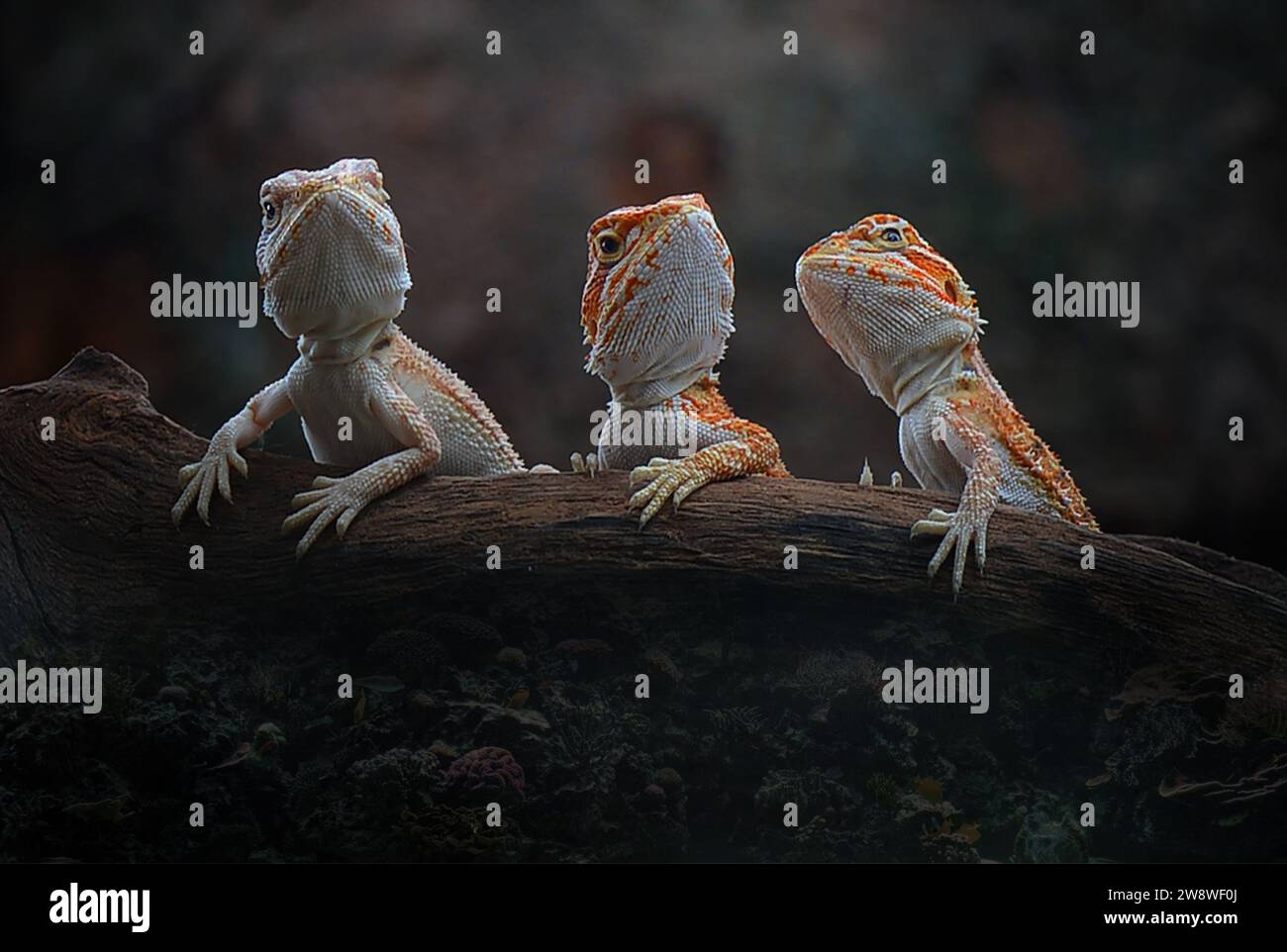 Bearded dragons waiting for their Tortoise uber ride INDONESIA ...