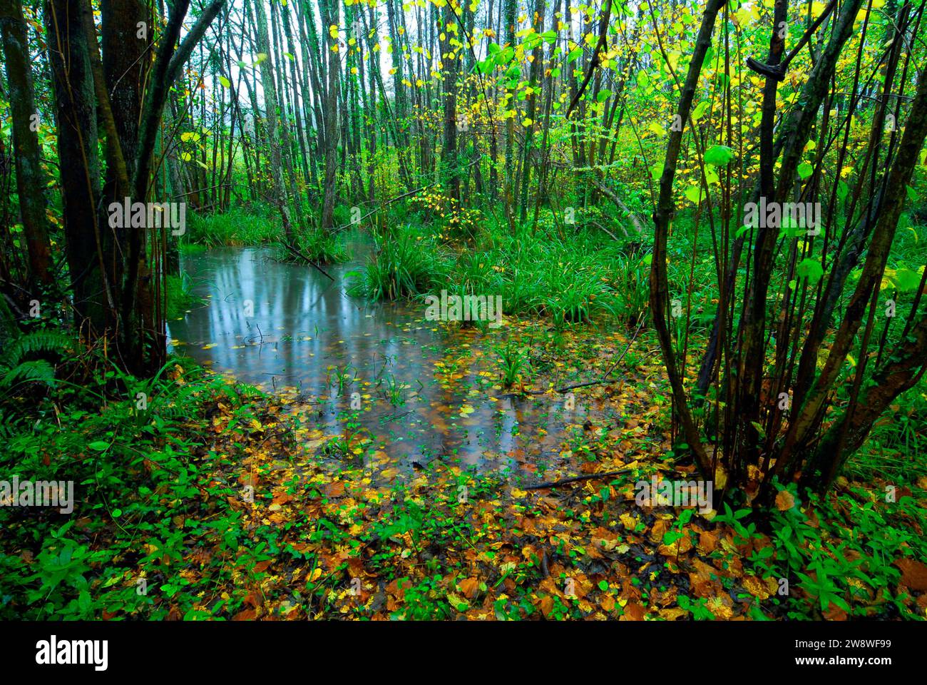 Alder (Alnus glutinosa) forest flooded with hazel and field maple Stock ...
