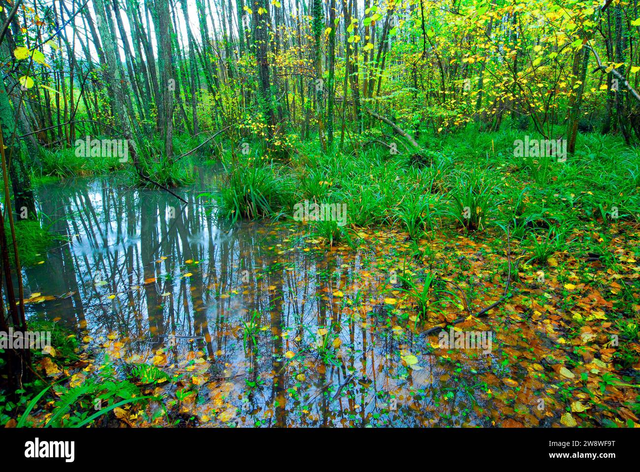Alder (Alnus glutinosa) forest flooded with hazel and field maple Stock ...