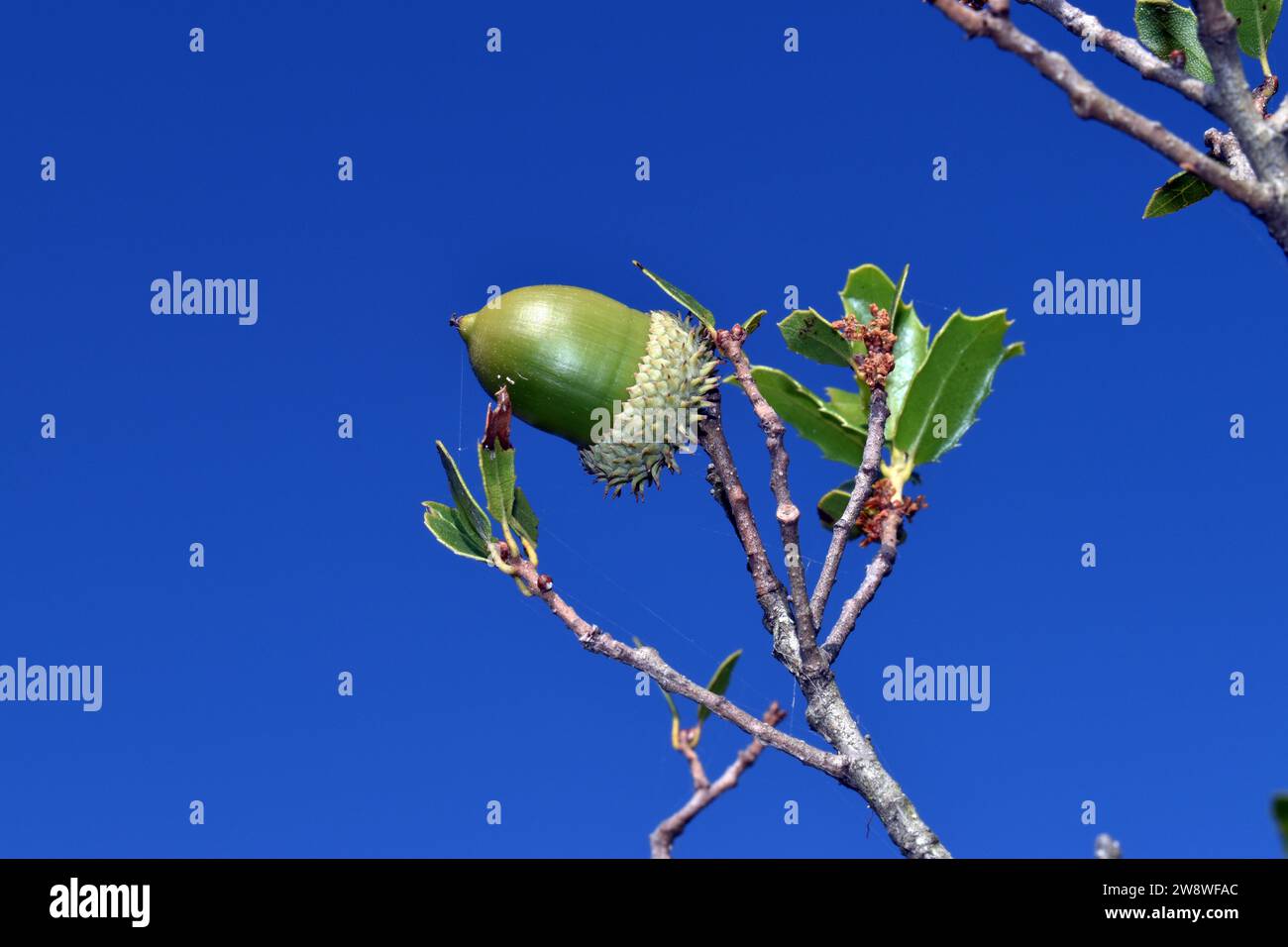 Fruit or acorn of the kermes oak (Quercus coccifera) with a blue sky ...