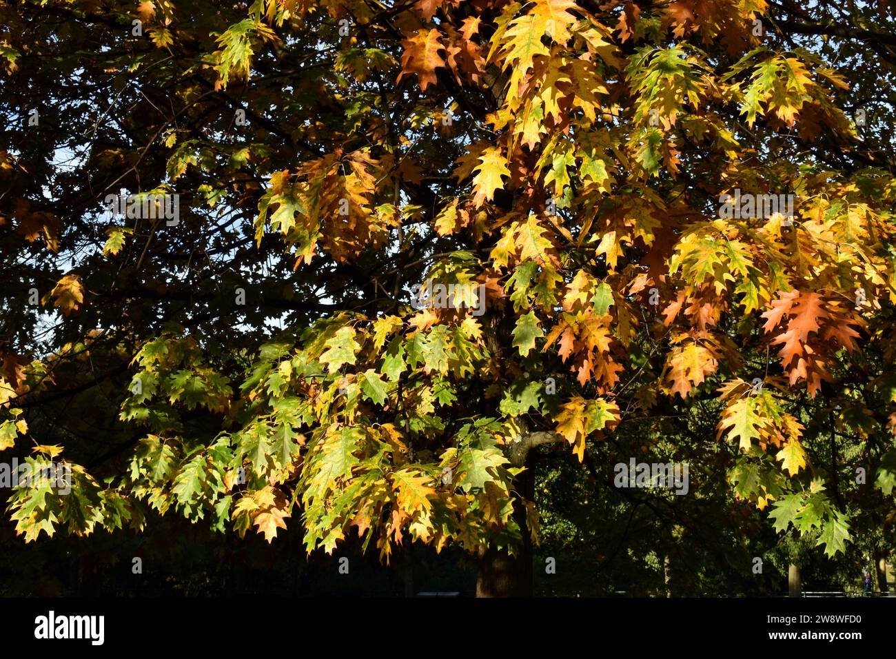 Branches and leaves of American oak (Quercus rubra) with fall colors ...