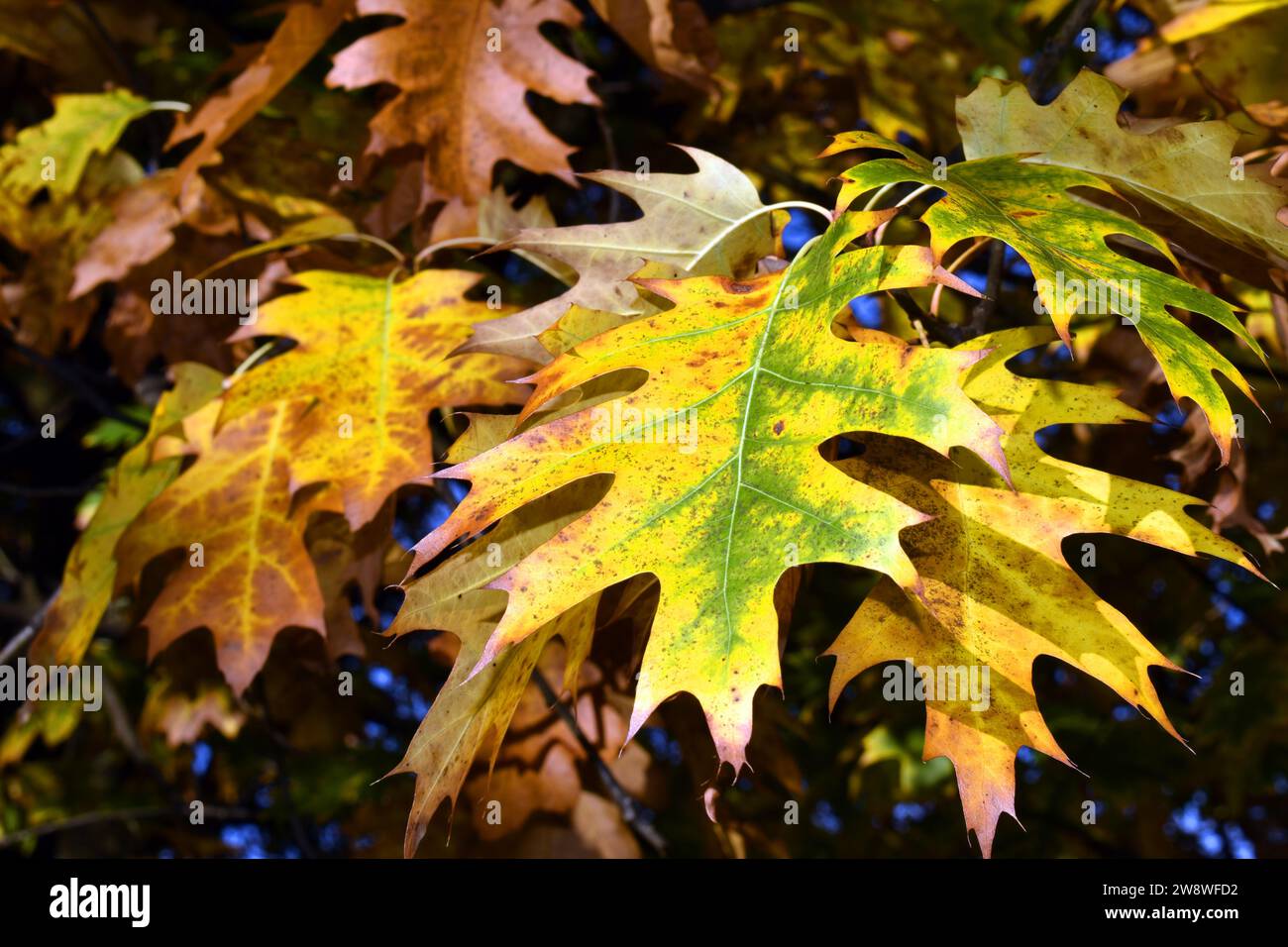 Branches and leaves of American oak (Quercus rubra) with fall colors ...