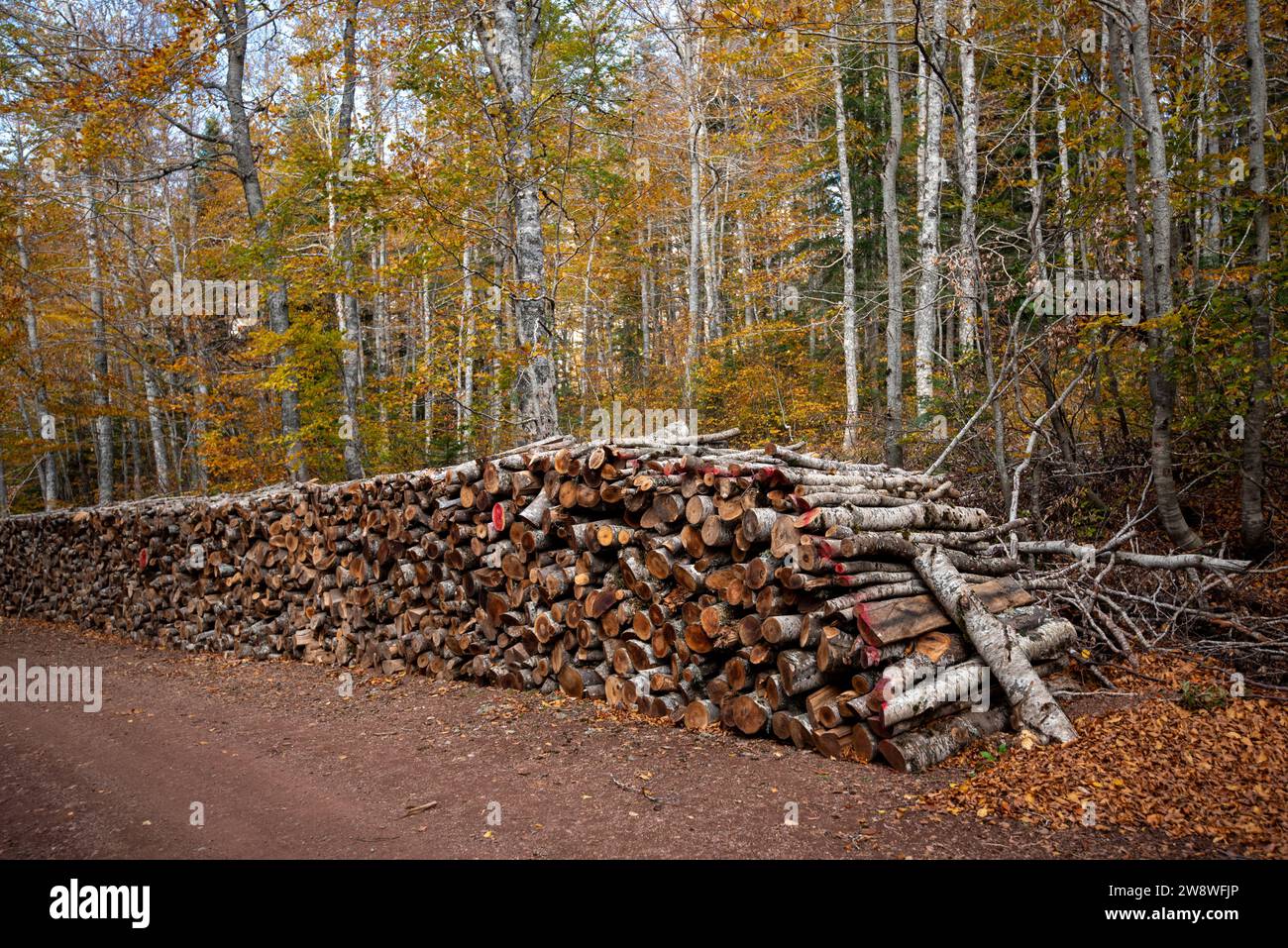 Log spruce trunks pile. Sawn timber trees from the forest. Logging ...