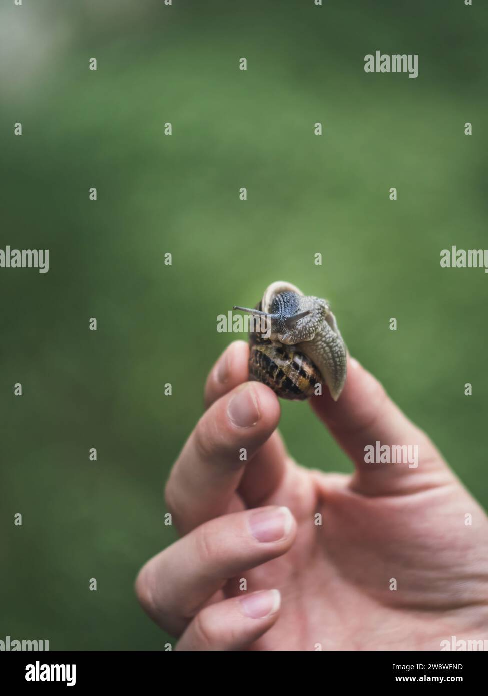 Human female hand holding a snail with blurry green background Stock ...