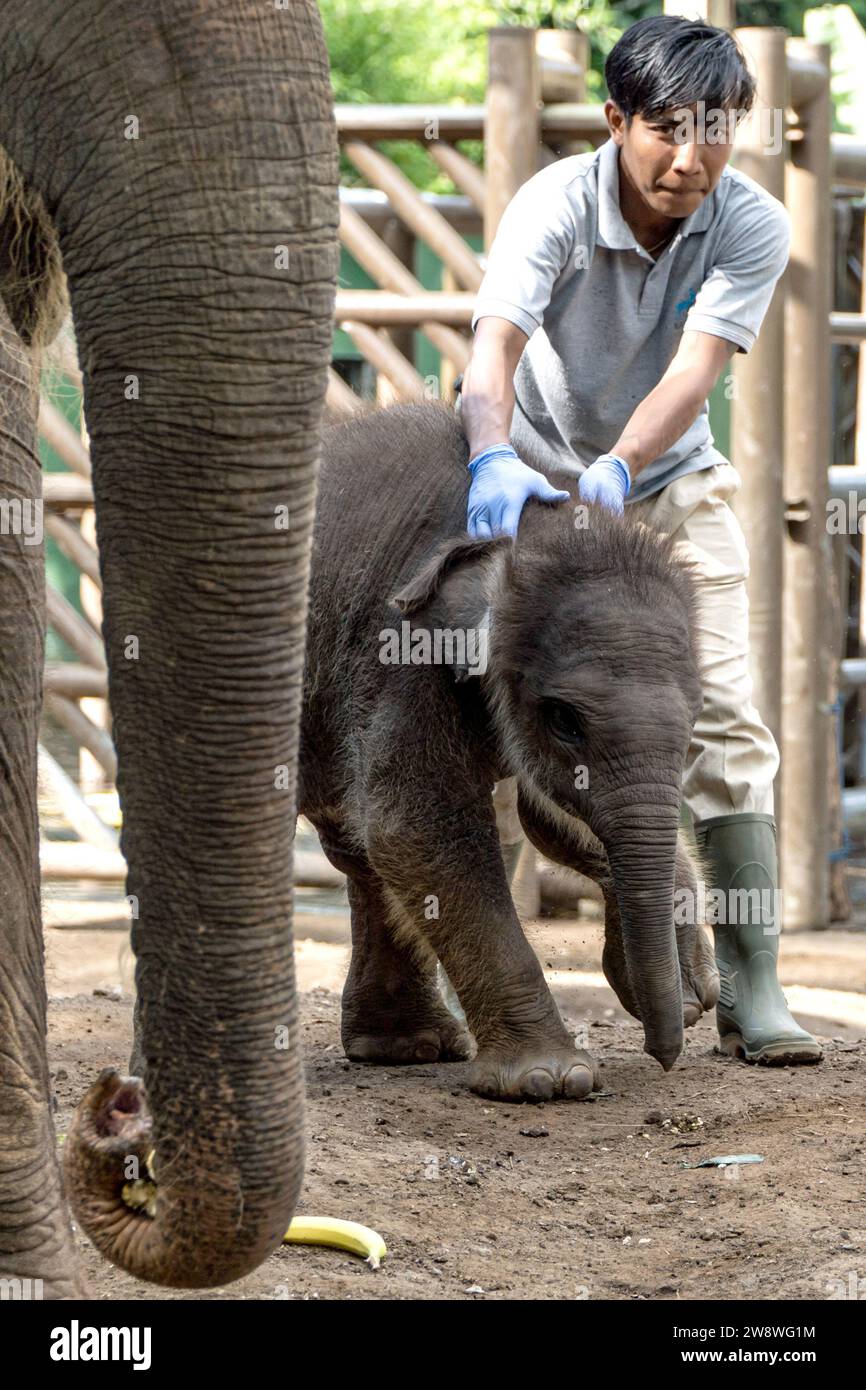 Elephant veterinarian hi-res stock photography and images - Alamy