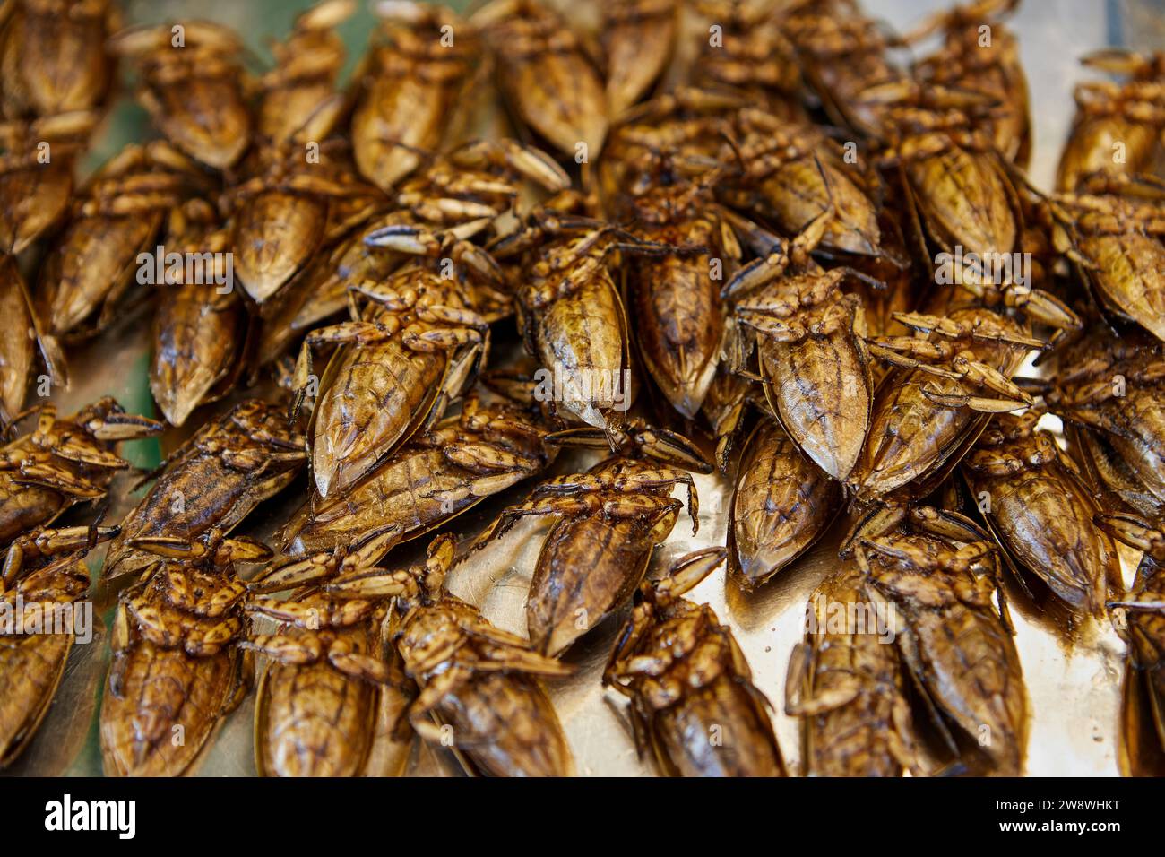 Deep fried Giant water bug Stock Photo - Alamy